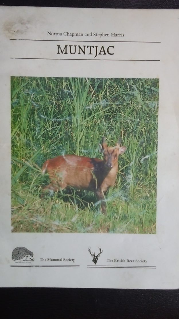Muntjac Deer | Aylestone Meadows Appreciation Society