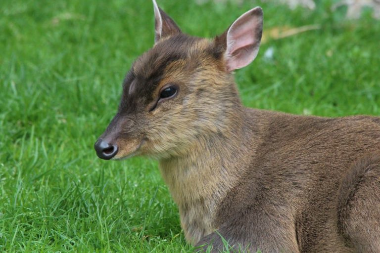 Muntjac Deer | Aylestone Meadows Appreciation Society