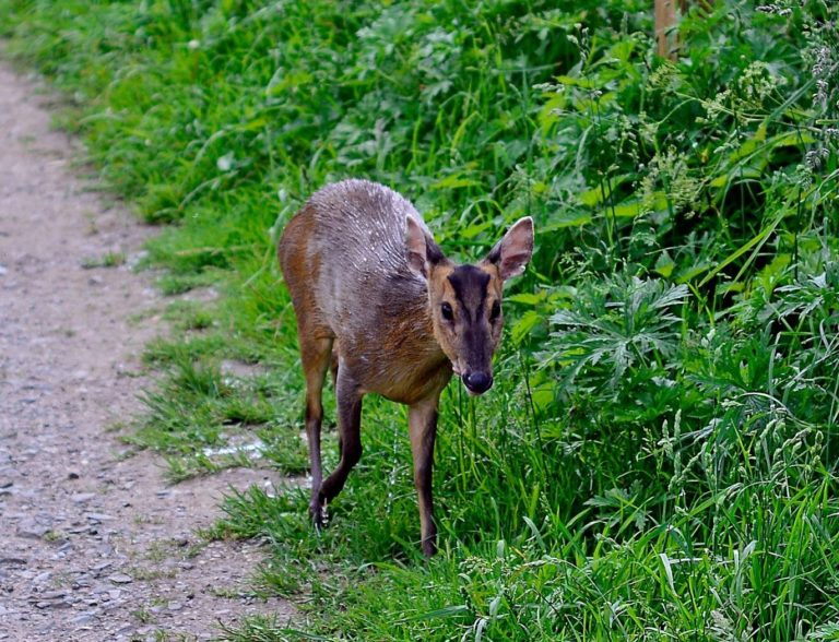 Muntjac Deer | Aylestone Meadows Appreciation Society